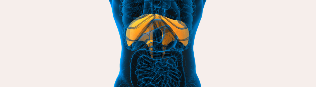 Rol van het middenrif bij rugklachten - Sapiens Lifestyle